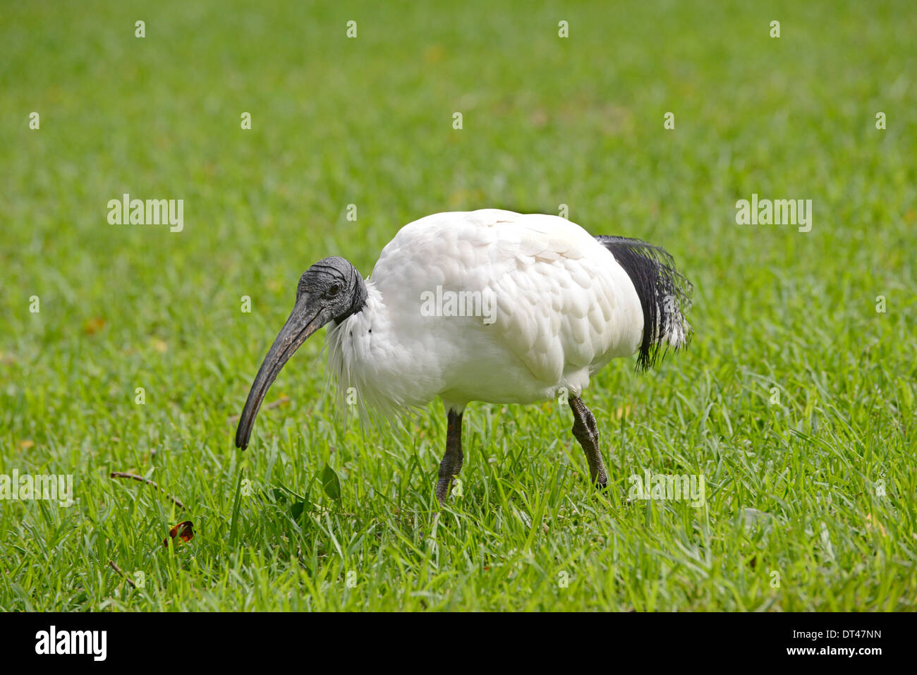 Australian white ibis hi-res stock photography and images - Alamy
