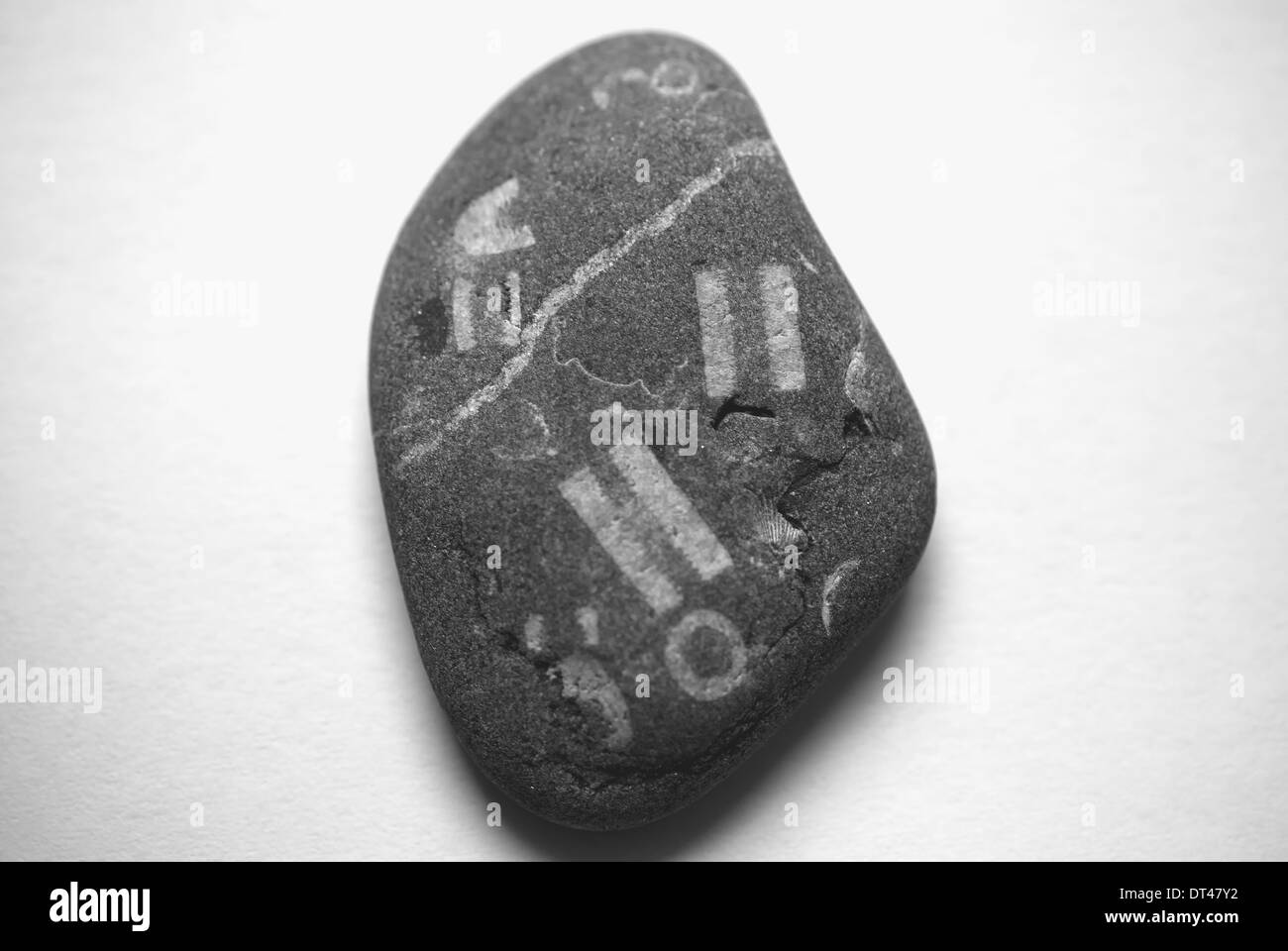 Fossil fossils science Black and White Stock Photos & Images - Alamy