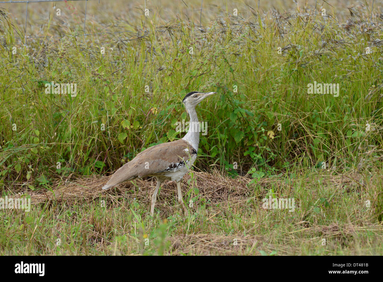 Australian bustard (Ardeotis australis) moving through farm grassland ...