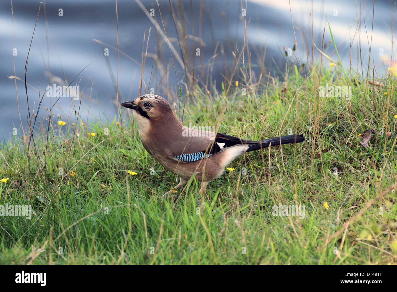 Ground foraging bird hi-res stock photography and images - Alamy