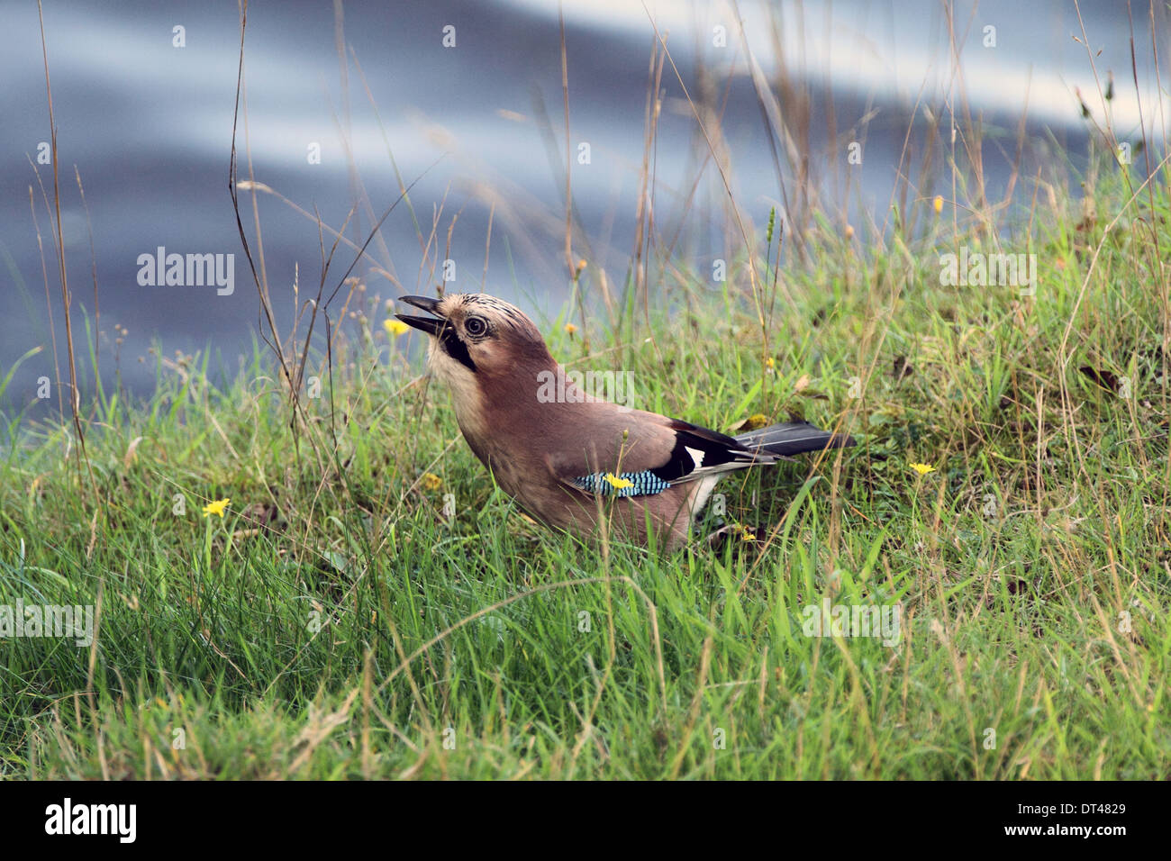 Ground foraging bird hi-res stock photography and images - Alamy