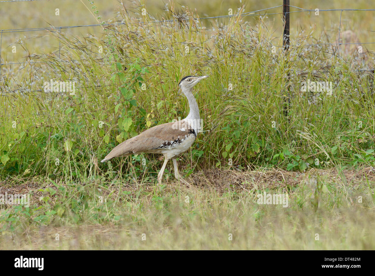 Australian bustard (Ardeotis australis) moving through farm grassland ...