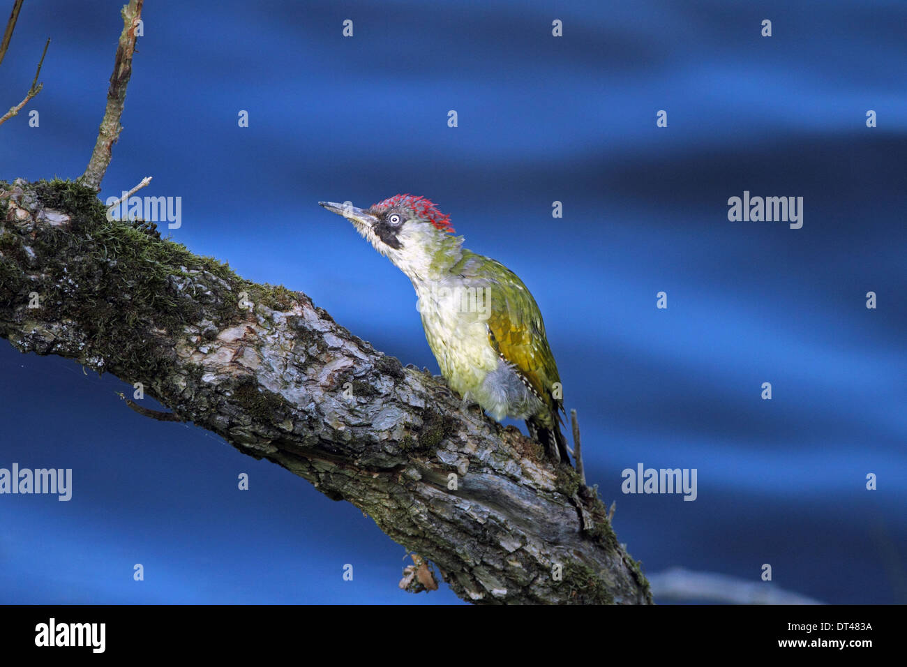 Green Woodpecker (Picus viridis) - young bird perched on branch Stock ...