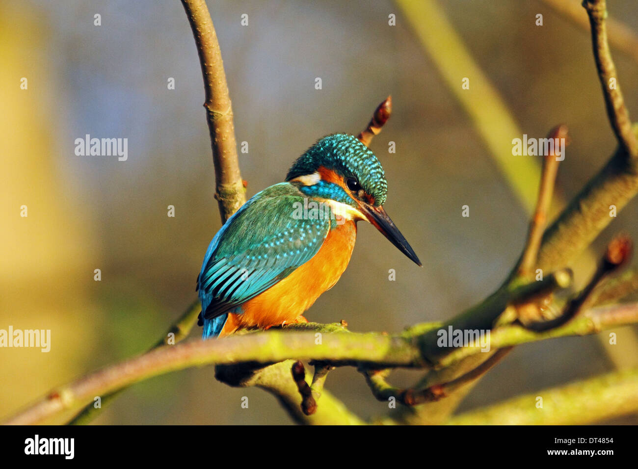 Common Kingfisher (Alcedo atthis) - female Stock Photo - Alamy