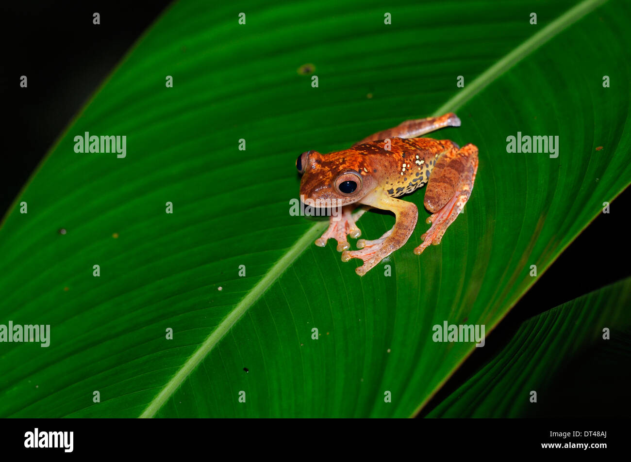 Harlequin tree frog hi-res stock photography and images - Alamy
