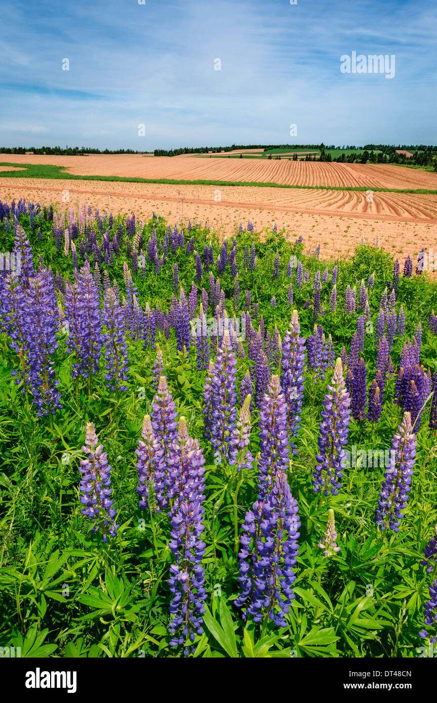Fields of lupine hi-res stock photography and images - Alamy