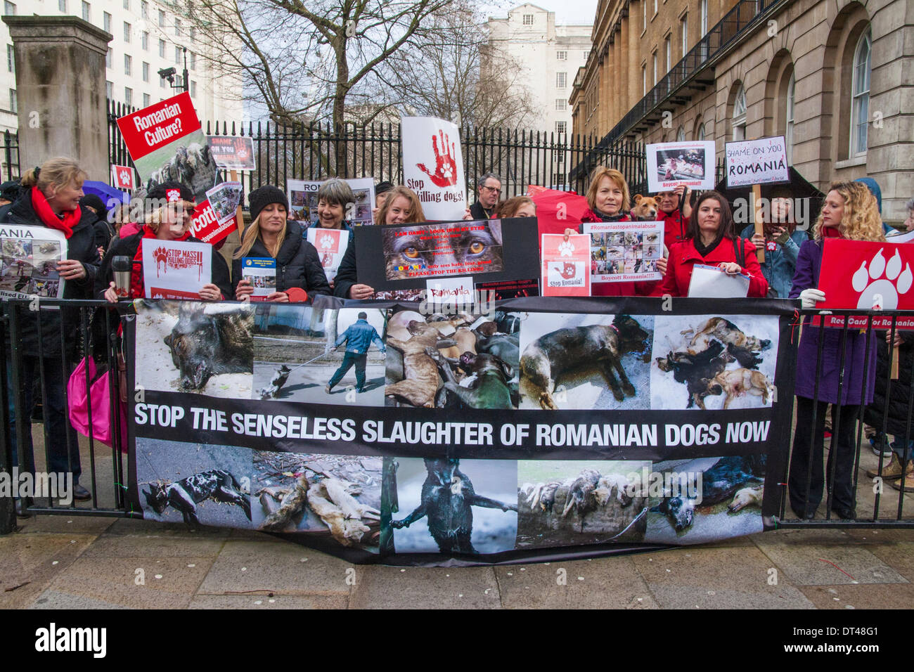 Welfare of stray dogs hi-res stock photography and images - Alamy