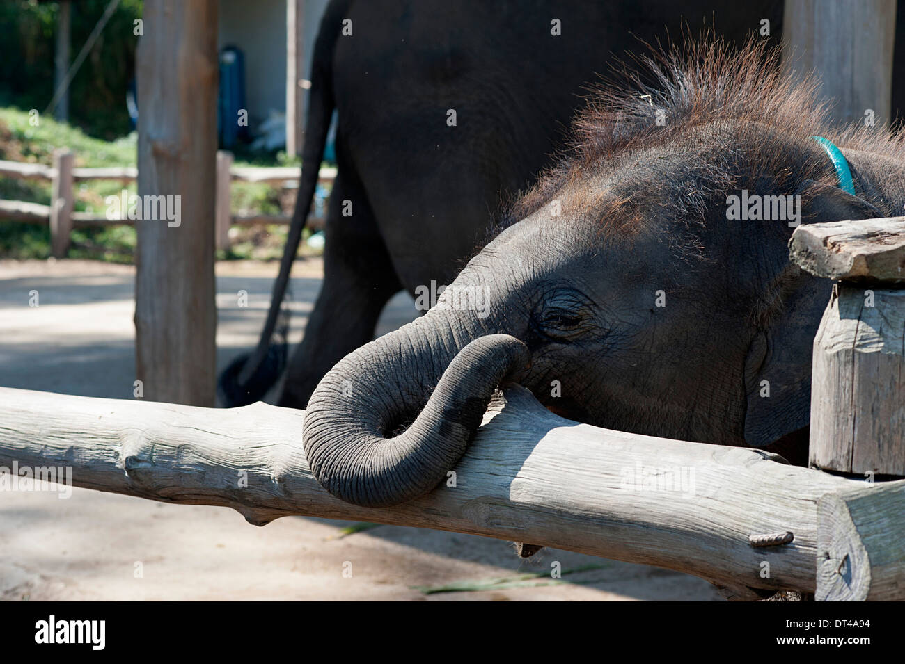 Baby elephant rests trunk on enclosure barrier in Elephant Conservation ...