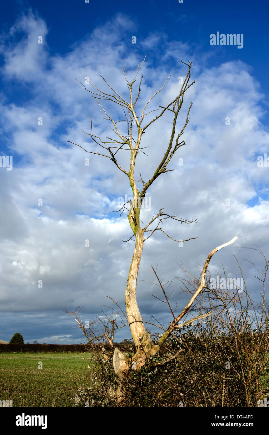 A dead tree Stock Photo - Alamy