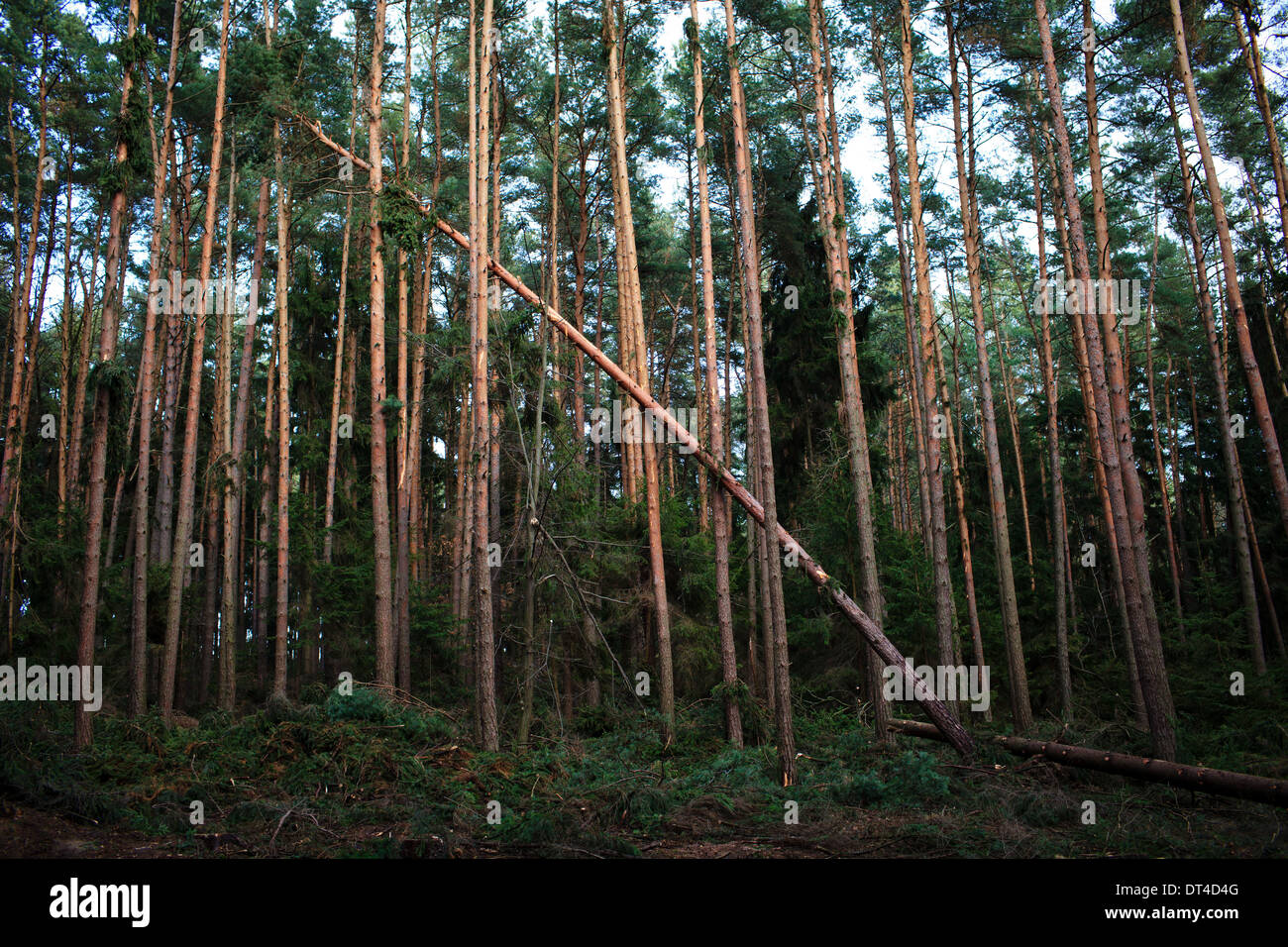 Forest with fallen trees in the wake of a strong storm Stock Photo - Alamy