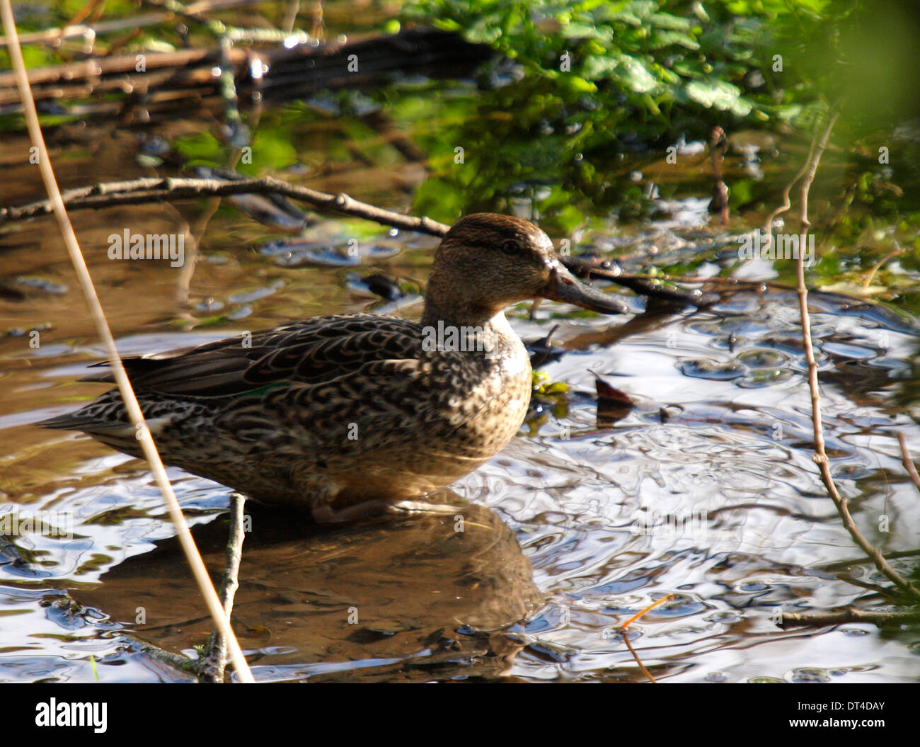 Female Teal Duck Anas High Resolution Stock Photography and Images - Alamy