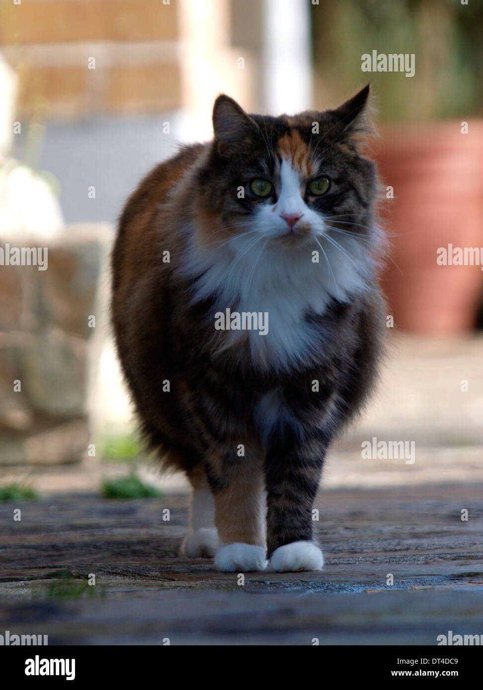 Multi colored cat hi-res stock photography and images - Alamy