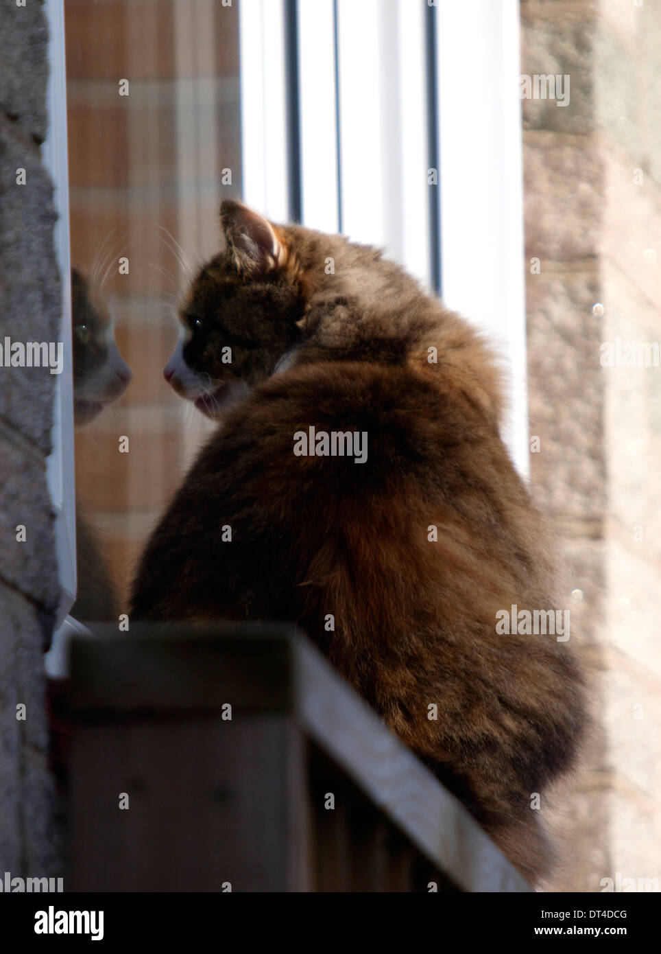 Cat looking at its reflection in a window, UK Stock Photo - Alamy