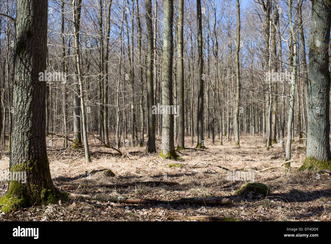 Oak tree without leaves hi-res stock photography and images - Alamy