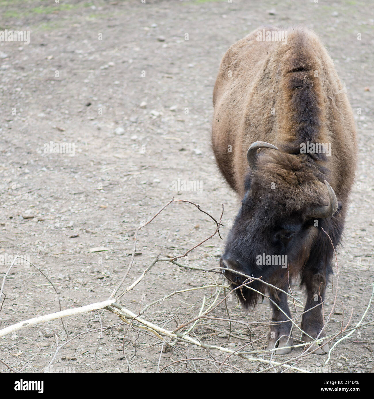 Eating bison hi-res stock photography and images - Alamy