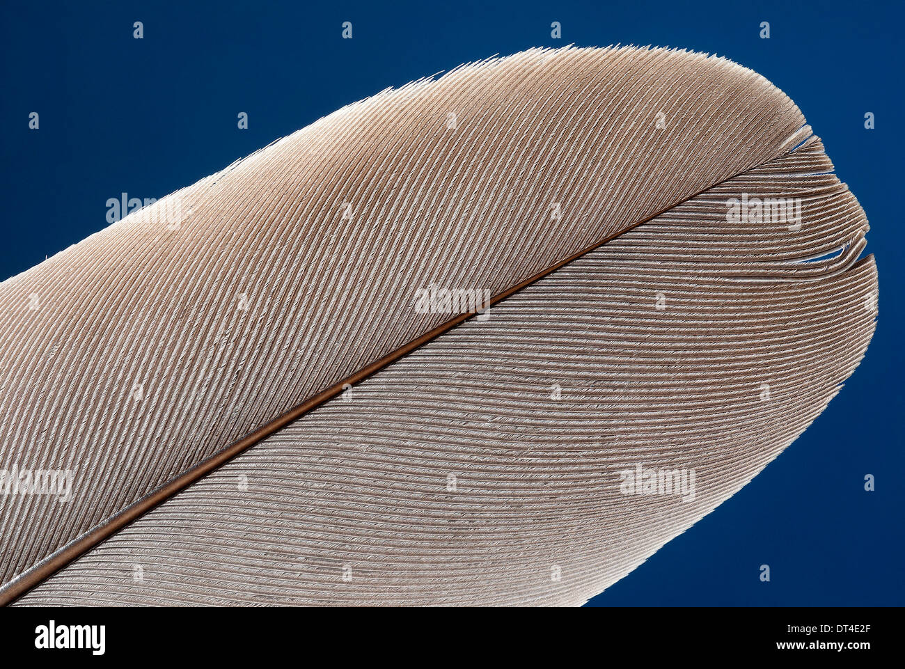 Dove feather hi-res stock photography and images - Alamy