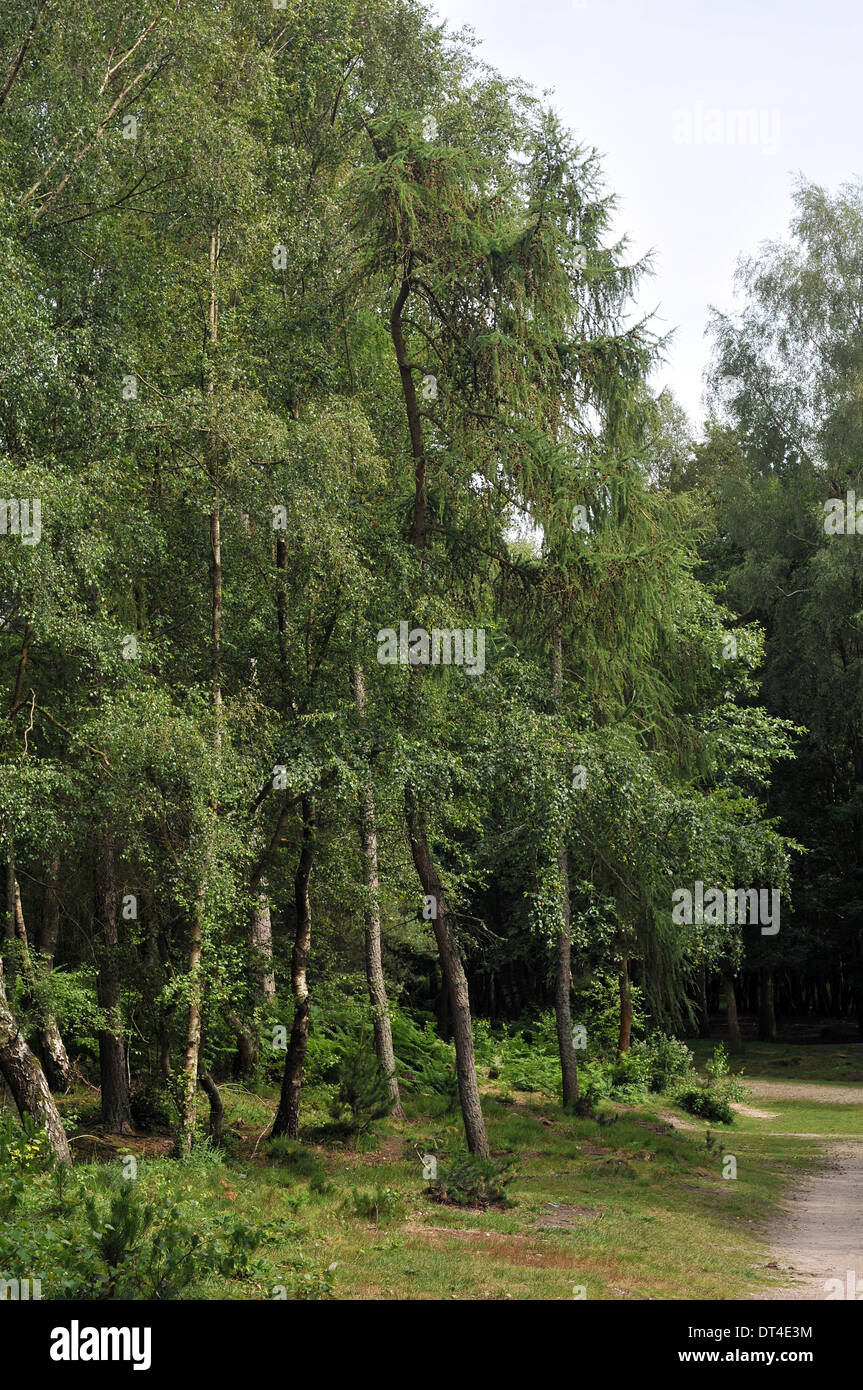 New Forest, Hampshire - the Dibden Enclosure near Dibden Purlieu ...