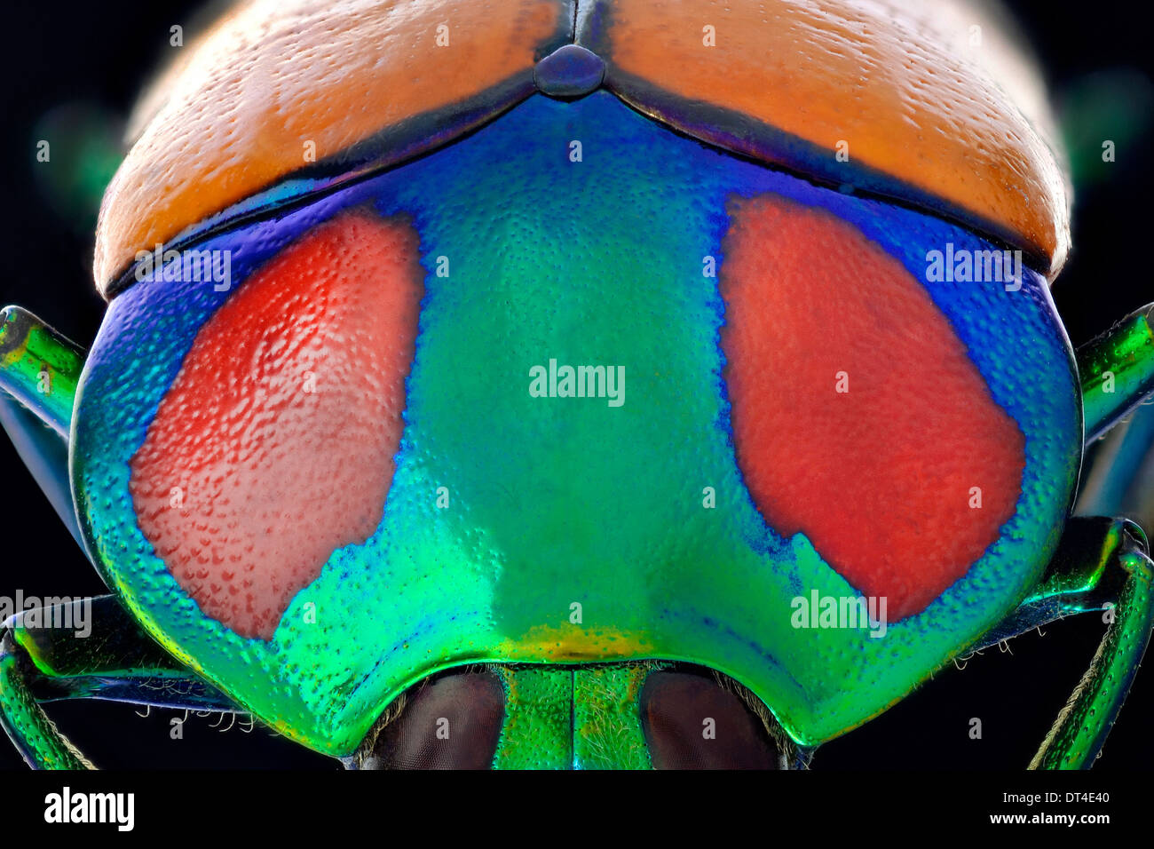 Calodema hi-res stock photography and images - Alamy