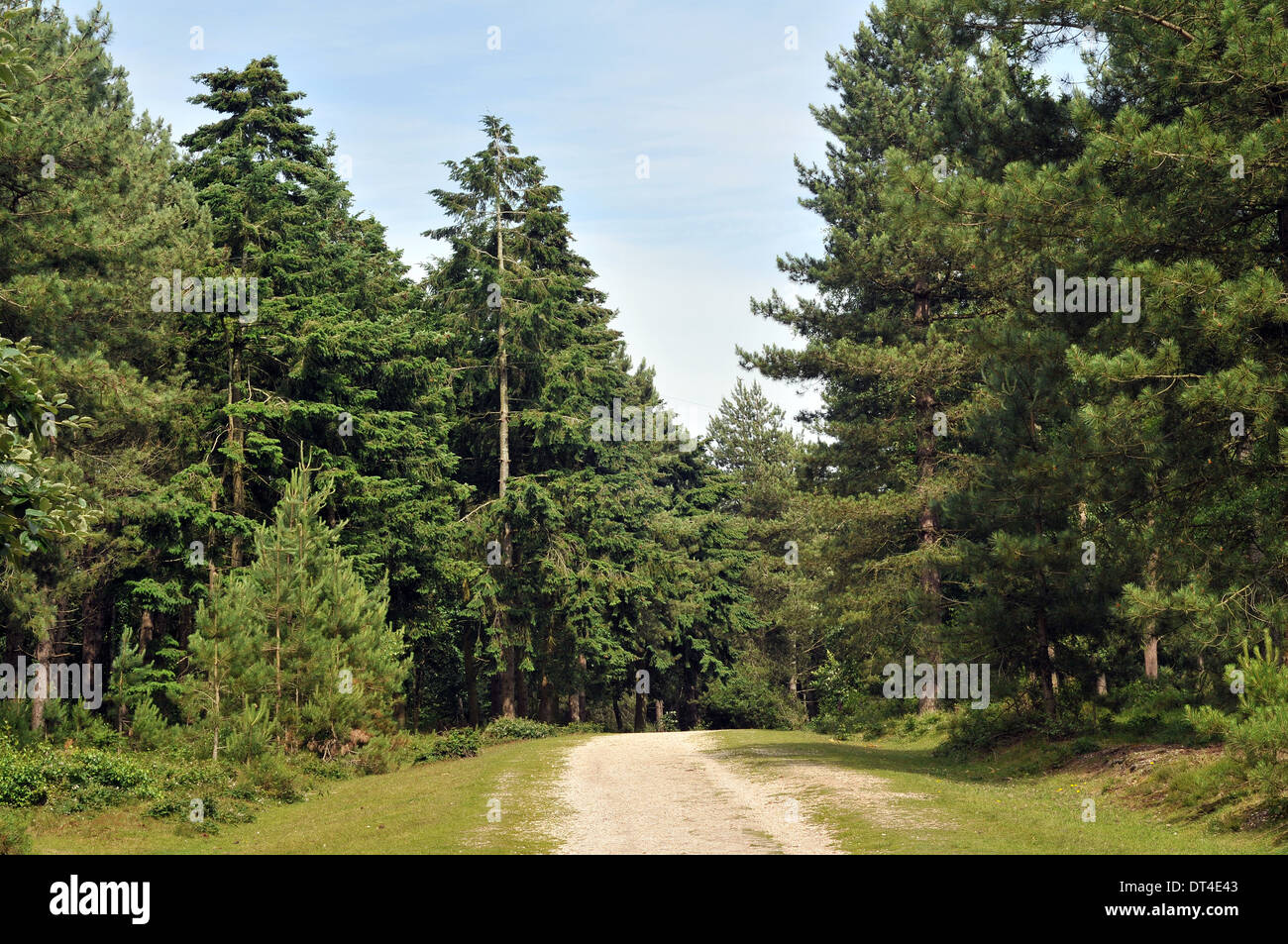New Forest, Hampshire - the Dibden Enclosure near Dibden Purlieu ...