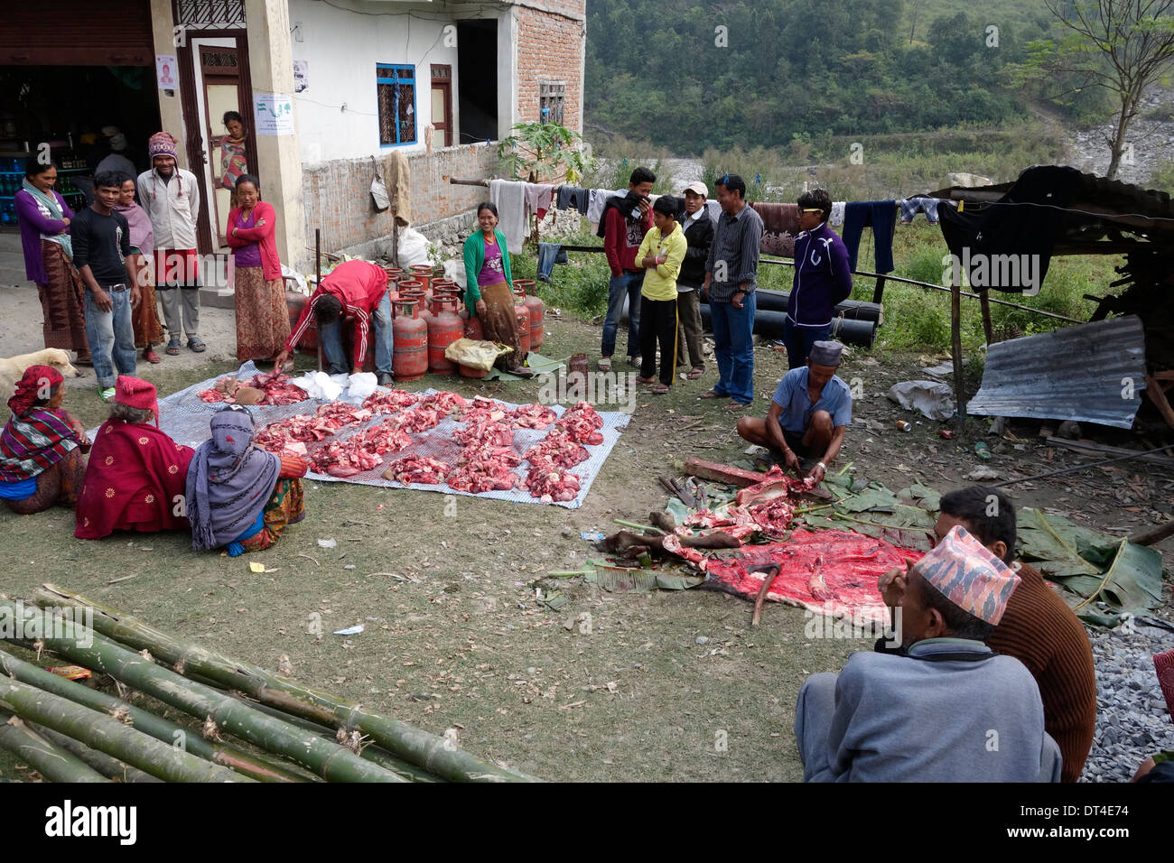 Villagers gathering to watch the butchering of a cow in the Gorha ...