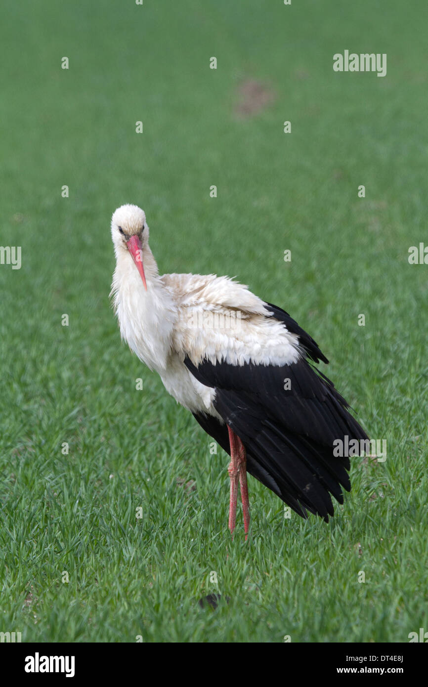 Stork red nose hi-res stock photography and images - Alamy