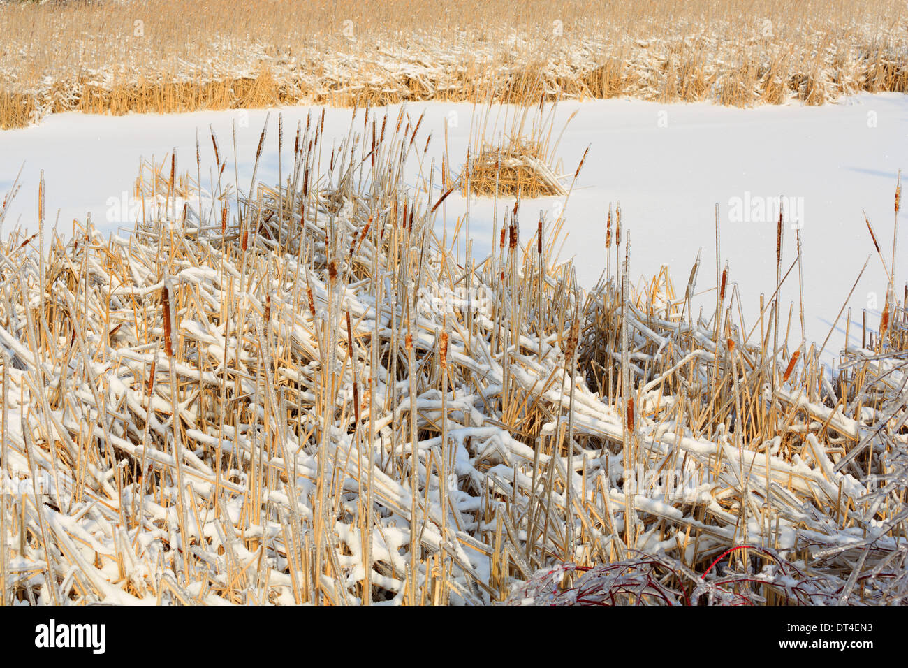 Ice coated bullrushes at the edge of a frozen lake after a winter storm ...