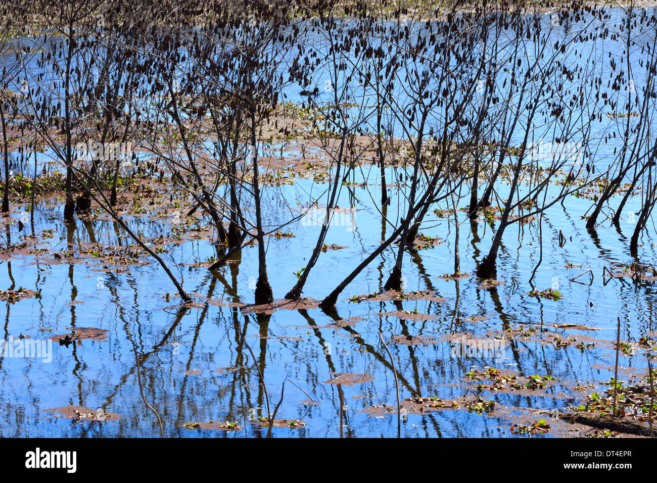 Reflections and silhouetted trees in the winter swamp at Brazos Bend ...