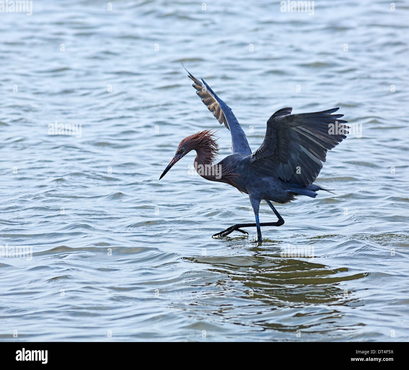 Canopy feeding hi-res stock photography and images - Alamy