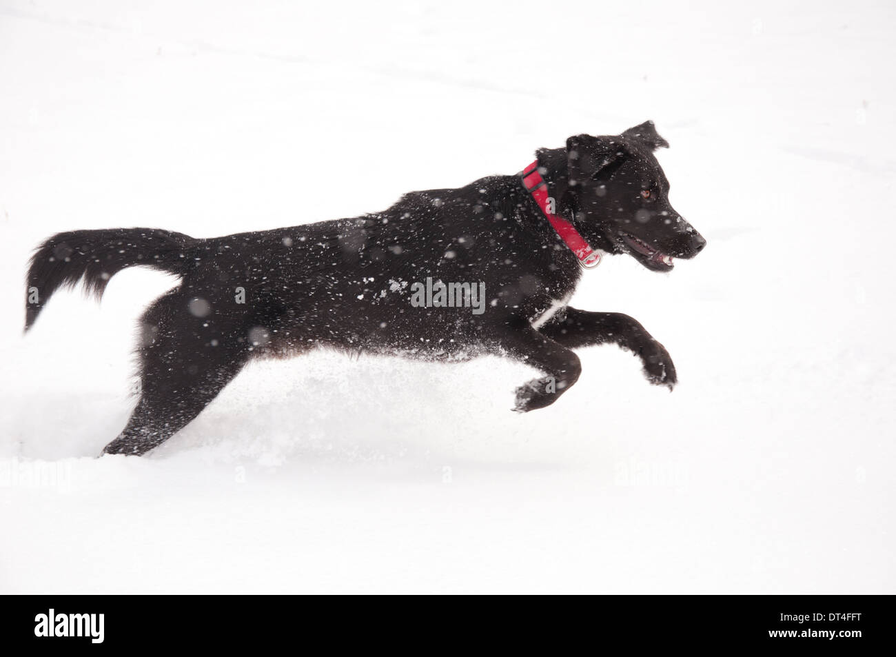 Happy black dog playing in deep snow in heavy snow fall Stock Photo - Alamy