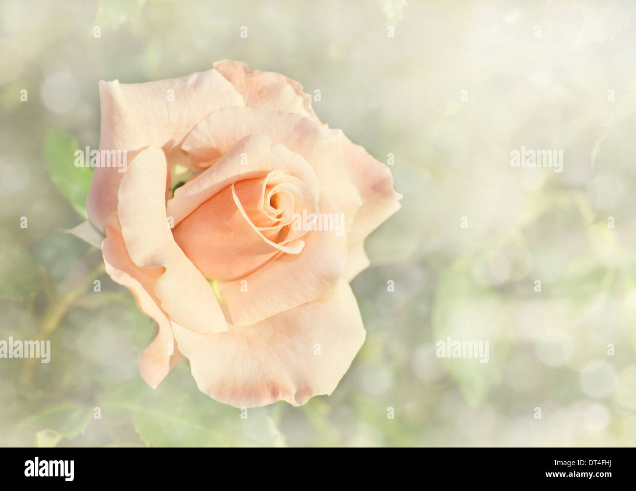 Apricot rose flower hi-res stock photography and images - Alamy