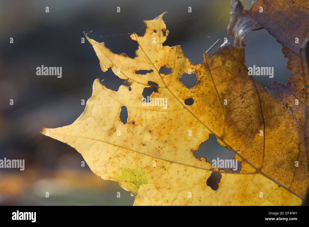 Decayed leaf hi-res stock photography and images - Alamy