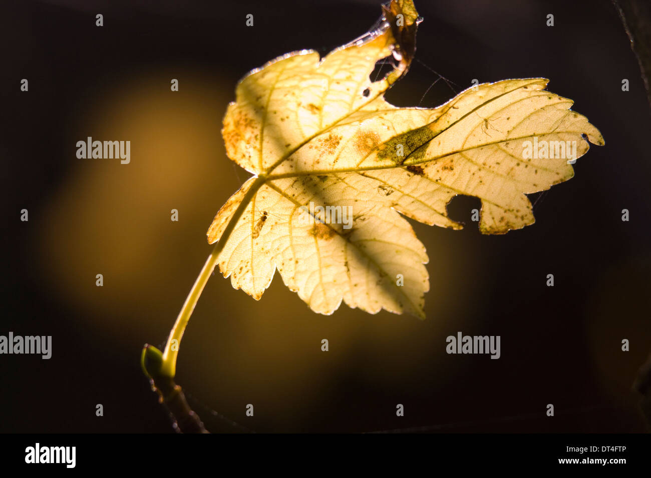 Single autumn leaf Stock Photo - Alamy