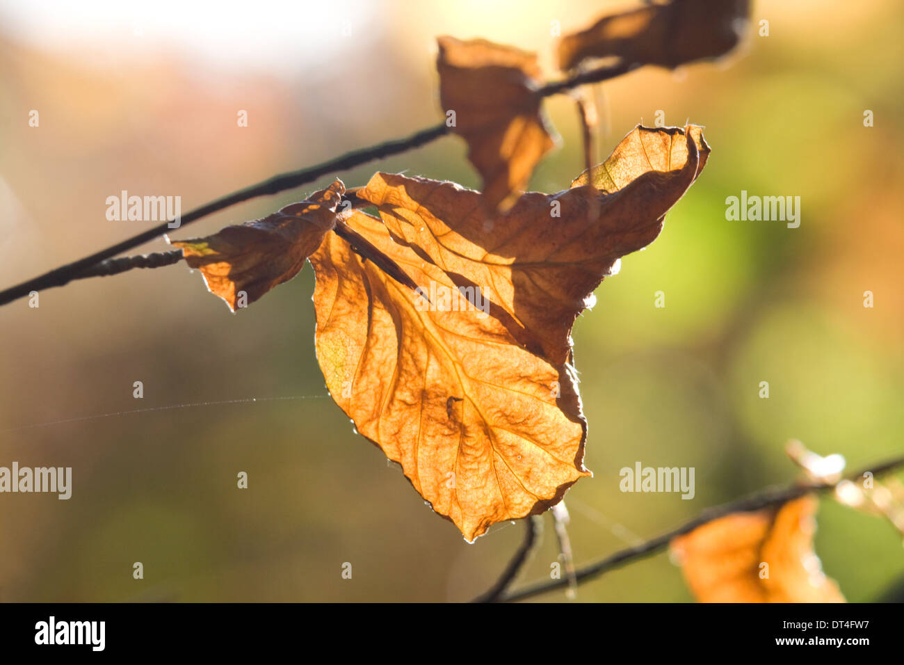 Dead autumn leaf on twig Stock Photo - Alamy