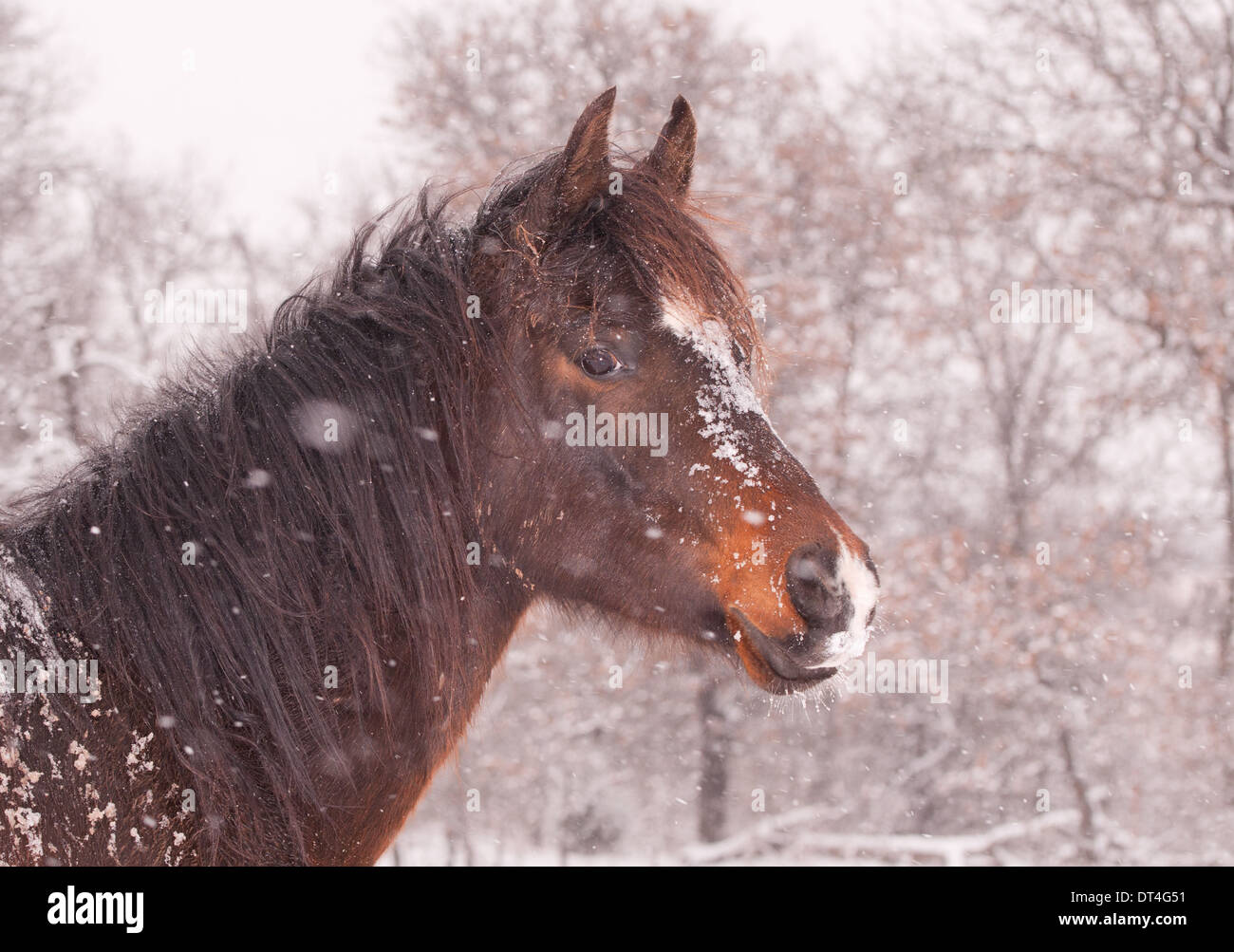 Cute dark bay Arabian horse in heavy snow fall Stock Photo - Alamy