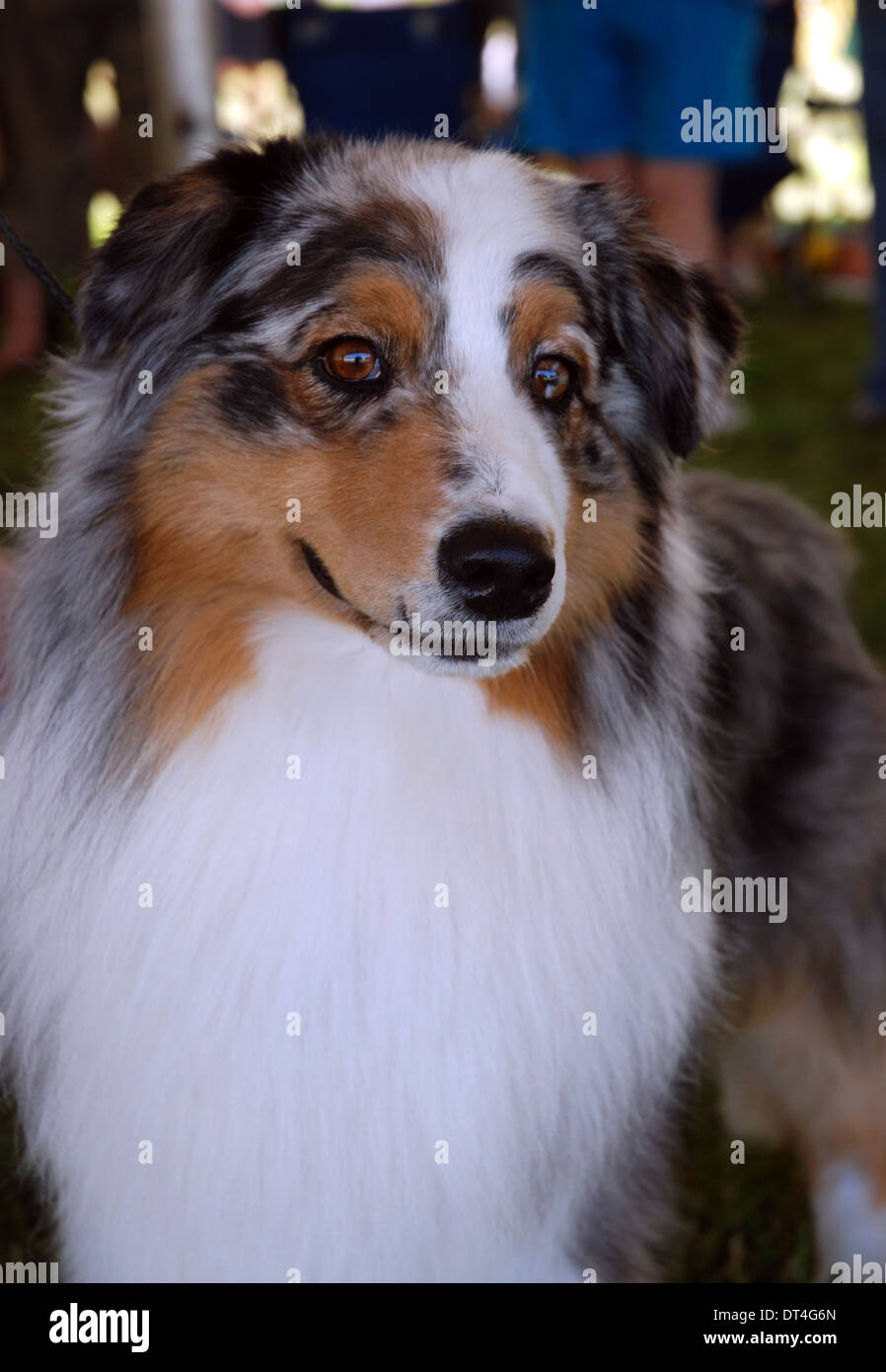 Blue merle australian shepherd dog hi-res stock photography and images ...