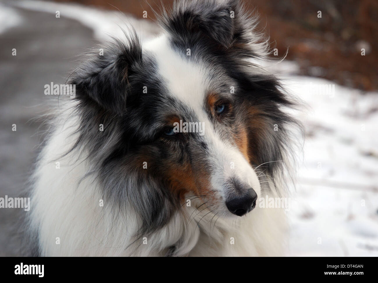Shetland Sheepdog tilting his head Stock Photo - Alamy