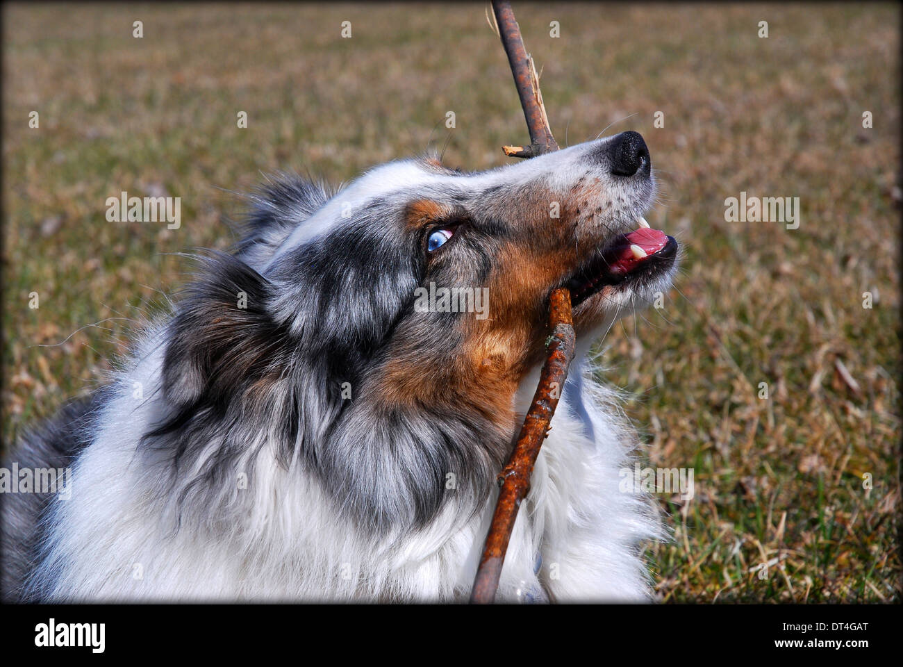 Shetland Sheepdog chewing on stick Stock Photo - Alamy