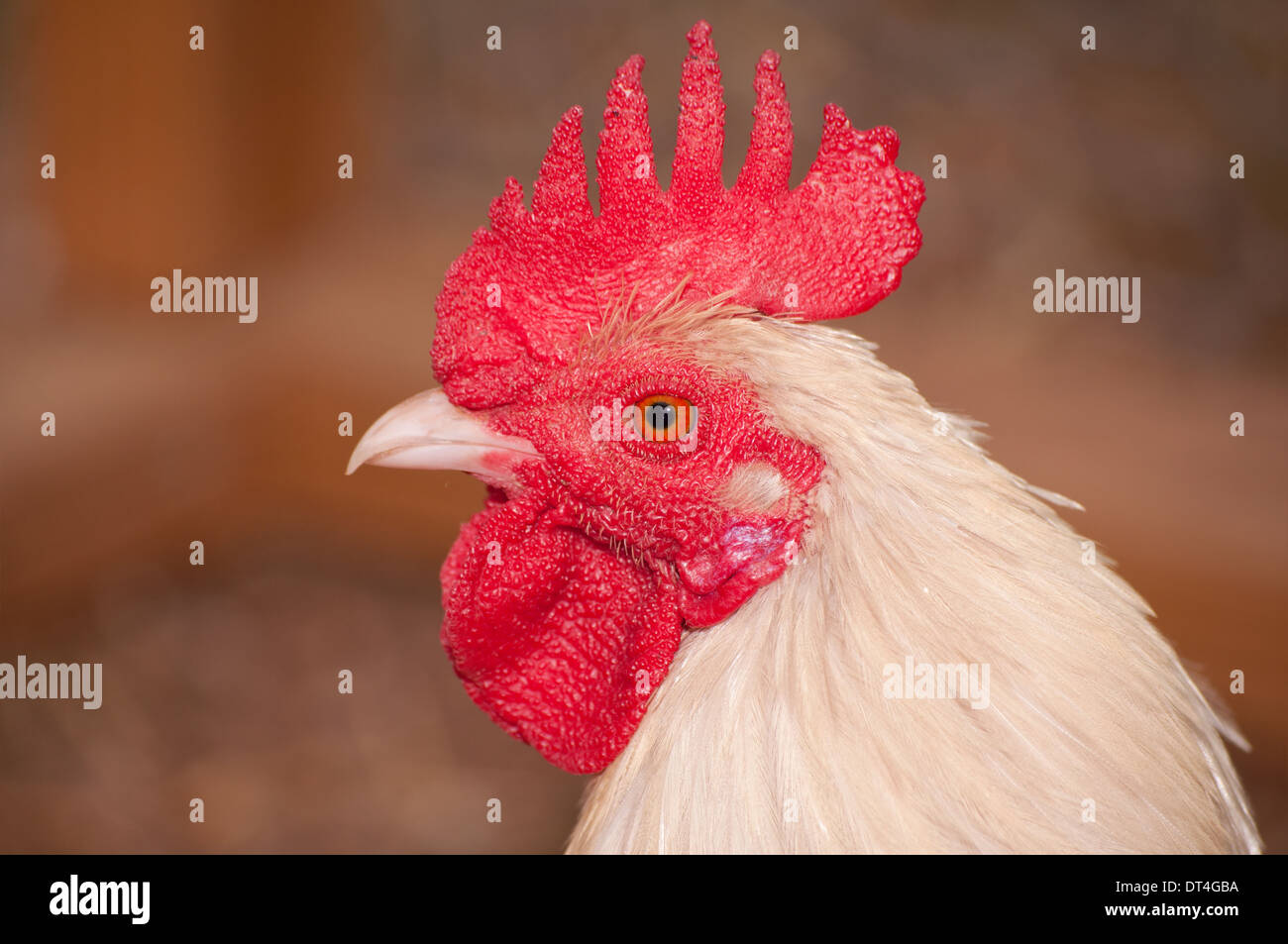 Profile of an all white Old English Game bantam rooster Stock Photo - Alamy