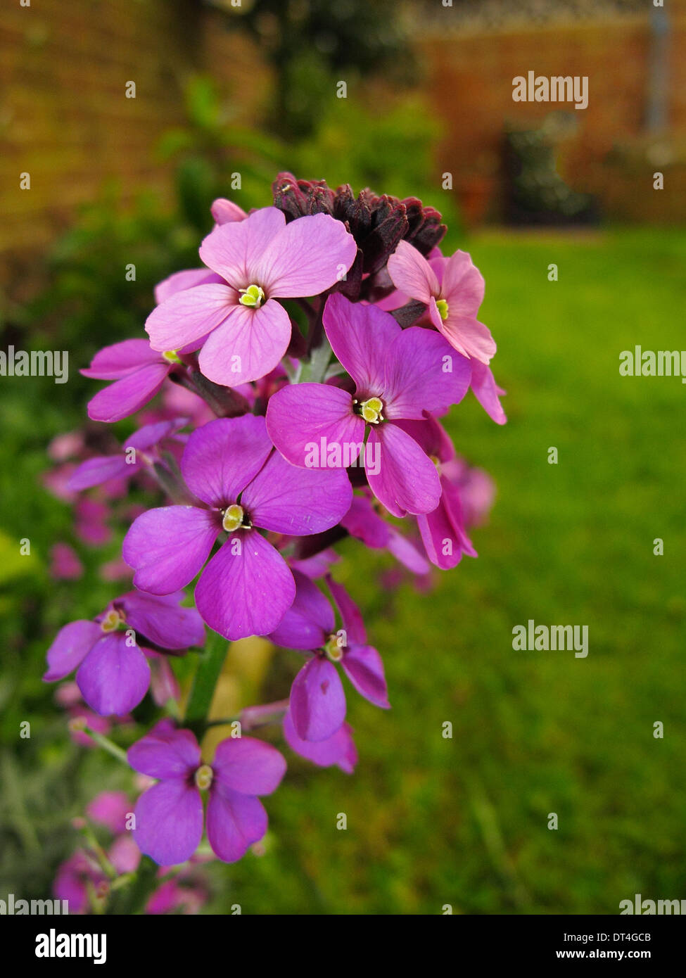 An image of a garden flower erysimum - Bowles Mauve Stock Photo - Alamy