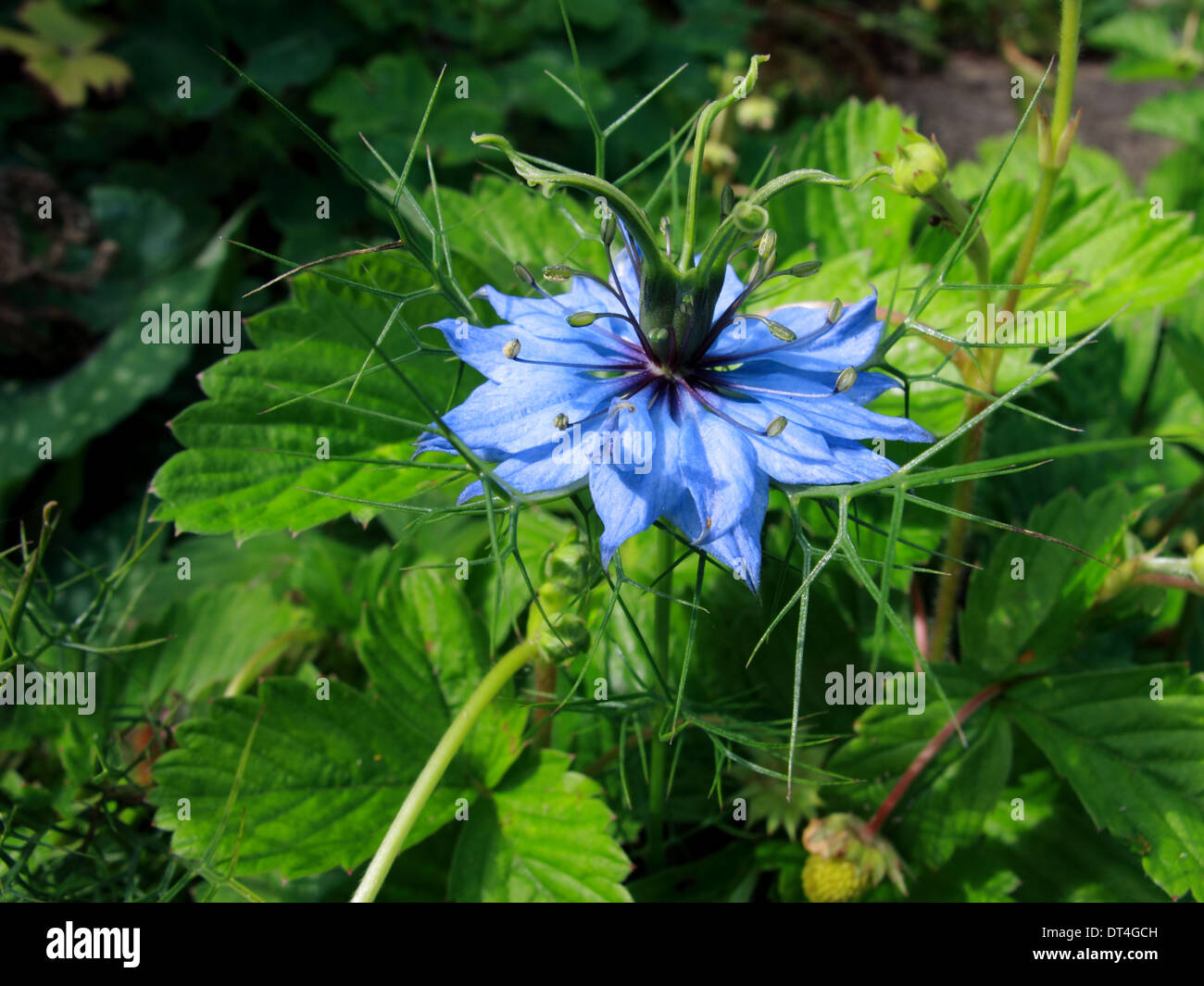 An image of a garden flower nigella damascena also known as love in a ...