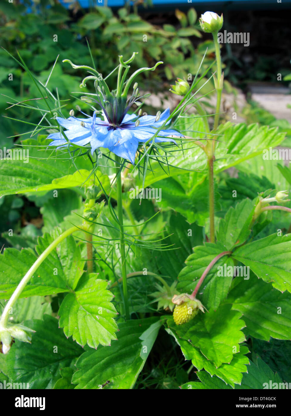An image of a garden flower nigella damascena also known as love in a ...