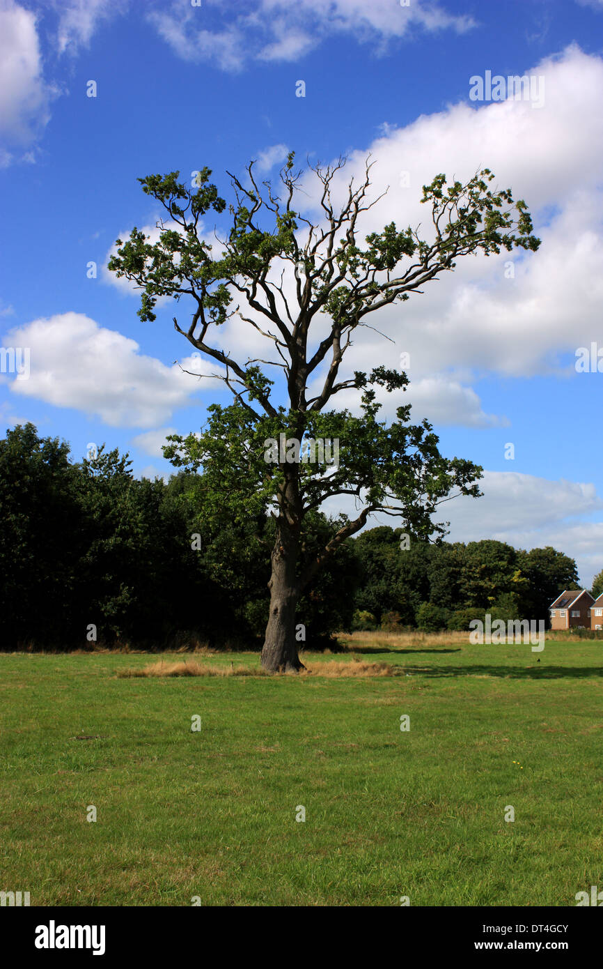 Yate common hi-res stock photography and images - Alamy