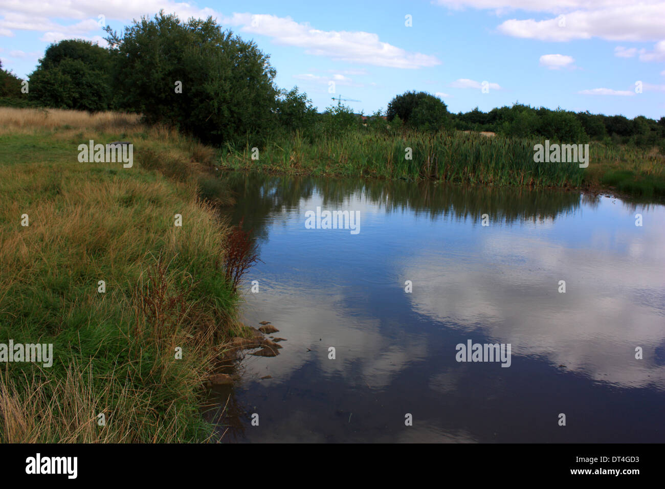 A view of a small pond on Yate common showing reflections of trees ...