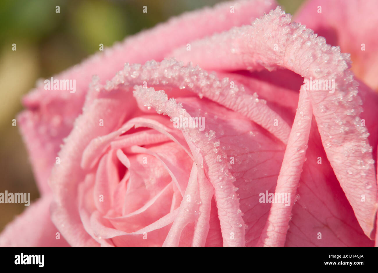 Closeup image of frost crystals on a beautiful pink rose Stock Photo ...