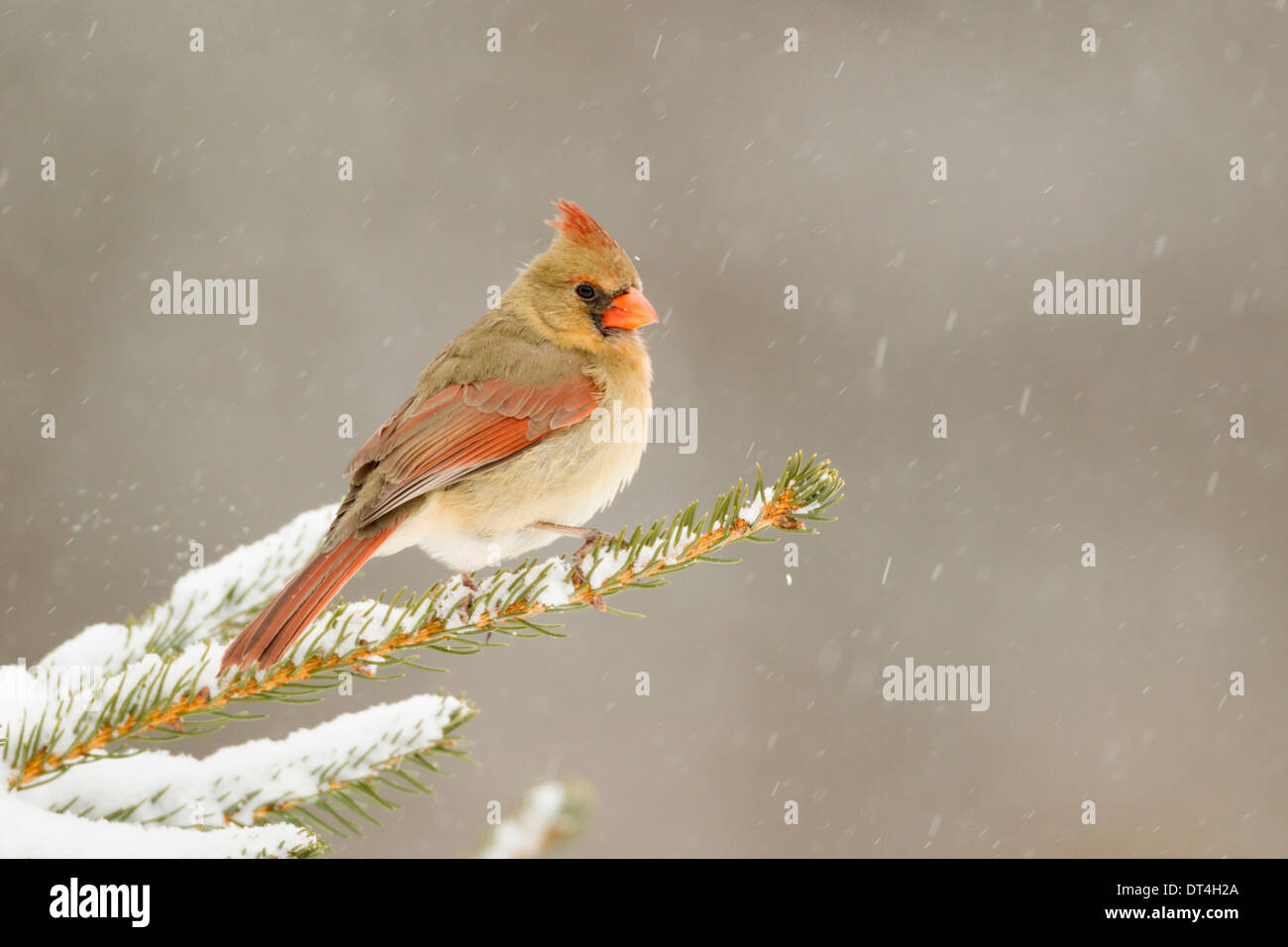 Female Cardinal in snow storm Stock Photo - Alamy