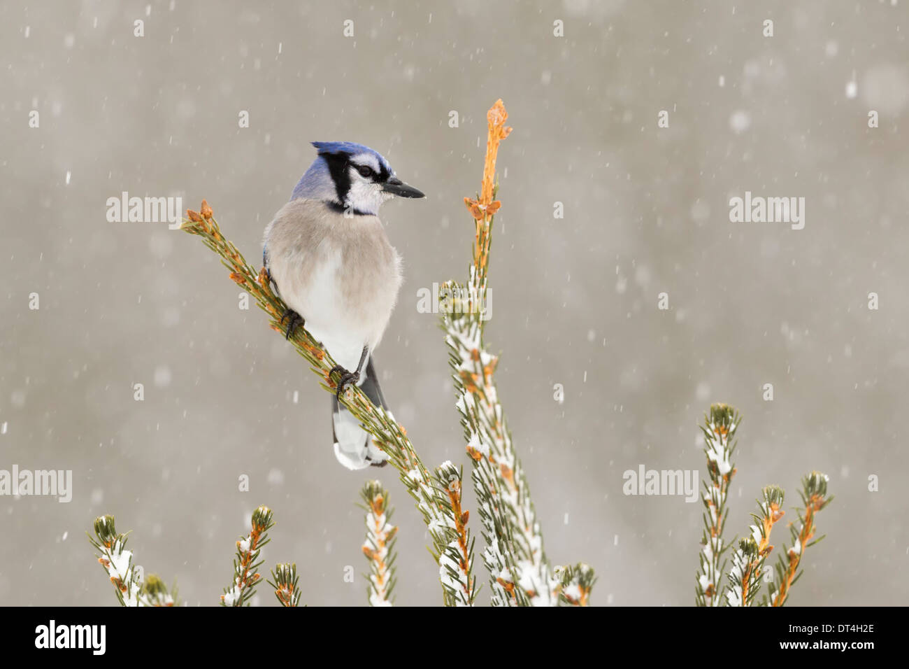 Blue jay in snow hi-res stock photography and images - Alamy