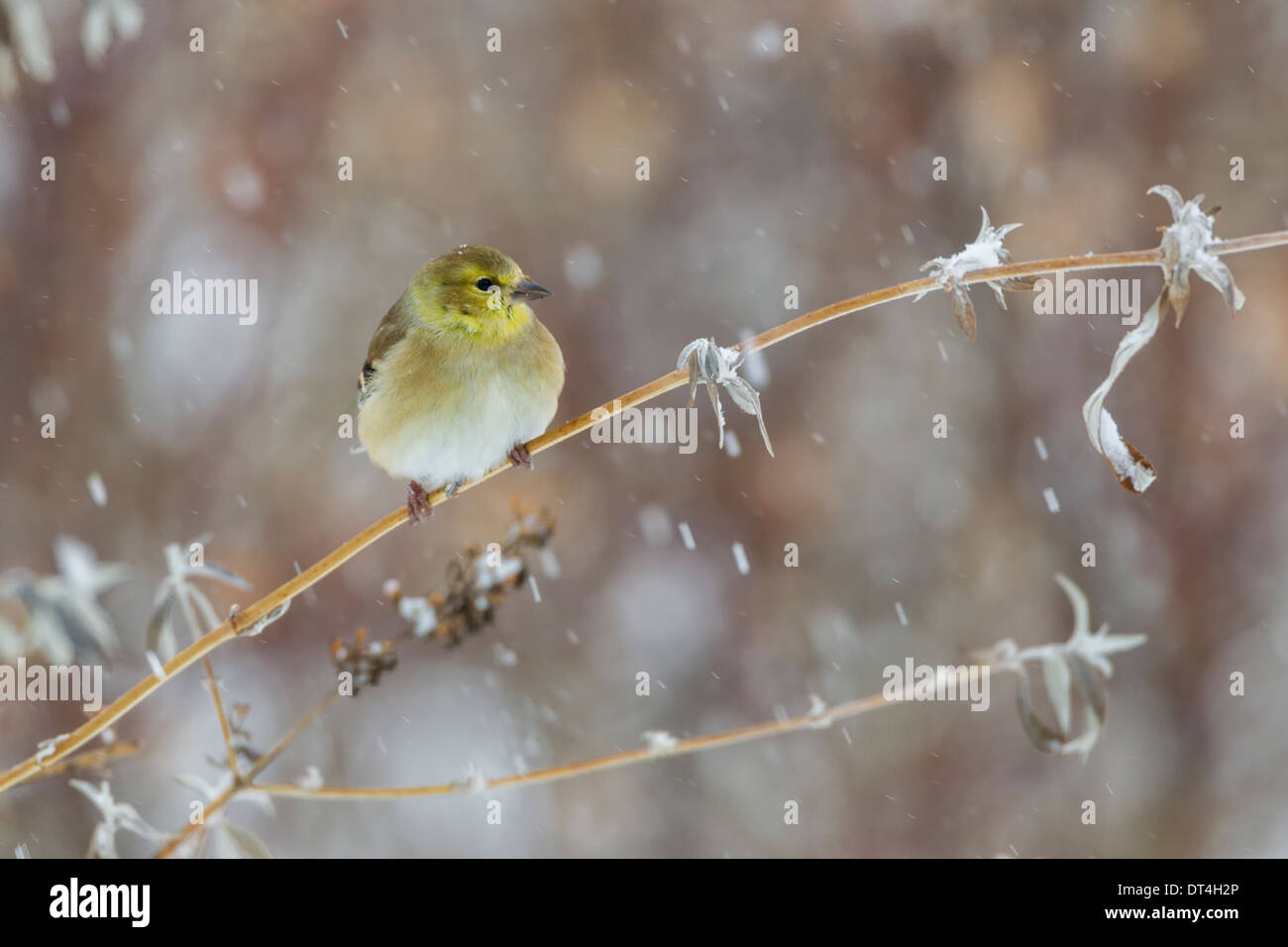 Goldfinch winter colors in snow storm Stock Photo - Alamy