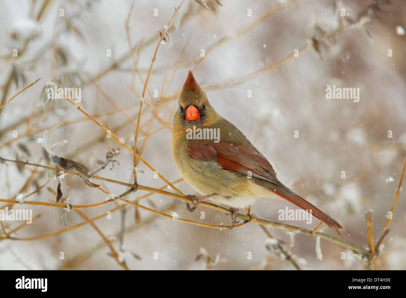 Female Northern Cardinal in snow storm Stock Photo - Alamy