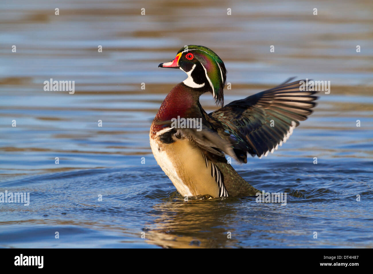Duck Water Splash High Resolution Stock Photography and Images - Alamy