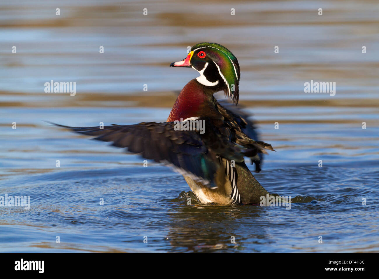 Duck stretch wing hi-res stock photography and images - Alamy